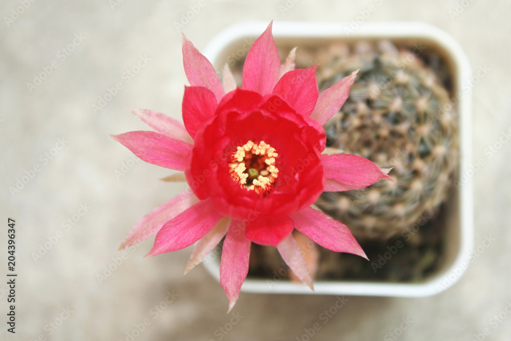 Beautiful red flower of cactus blooming in white pot , Gymnocalycium ...