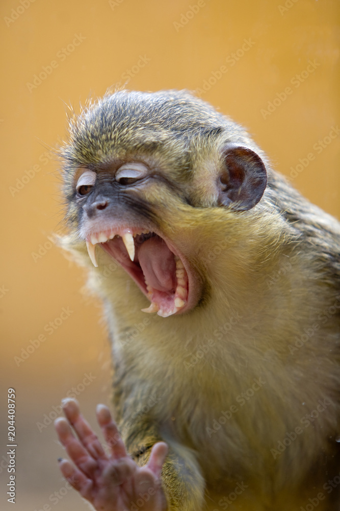 Miopithecus talapoin - Cercopiteco nano del sud Stock Photo | Adobe Stock