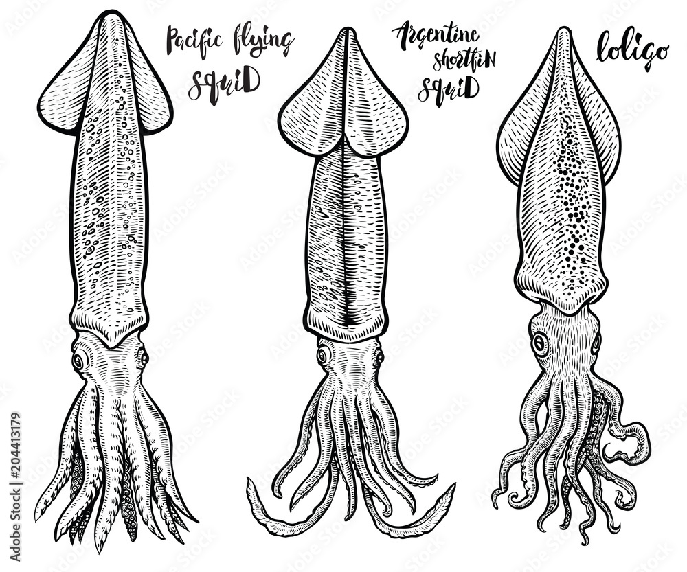 Squid vector hand drawn illustrations. Seafood drawings. Stock Vector ...