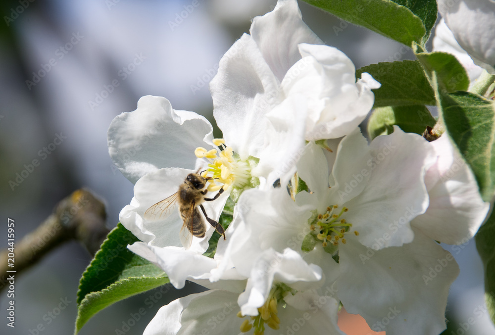 Foto de Schöner alter Apfelbaum mit alter Obstsorte in Blüte - in einem ...