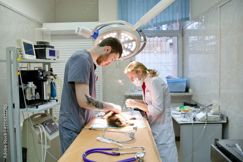 Veterinary Surgery Room