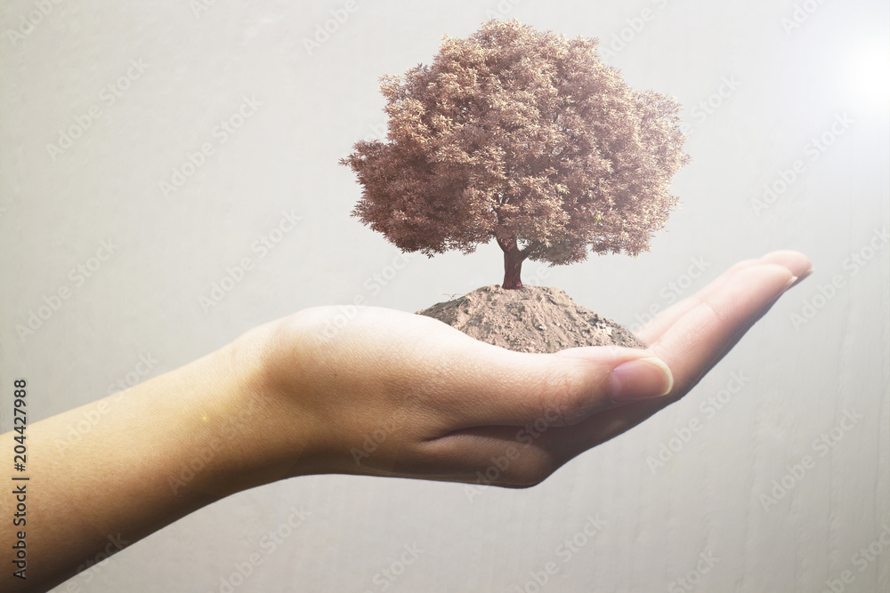 hand, tree, plant, soil, nature, isolated, green, holding, agriculture ...