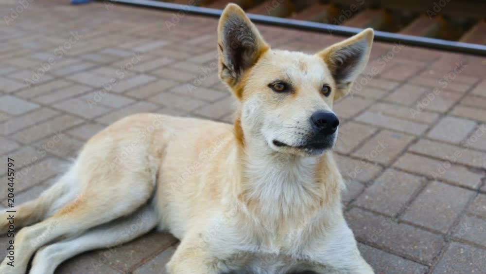 The dog is light yellow in color, has large ears lying on the sidewalk ...
