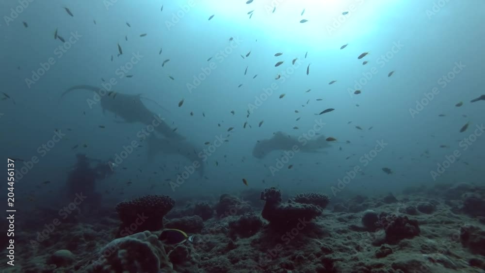 Underwater photographer shooting pack of manta rays floating over coral ...