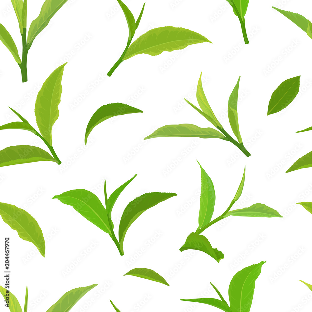 Seamless pattern with branch of green tea leaves on white background ...