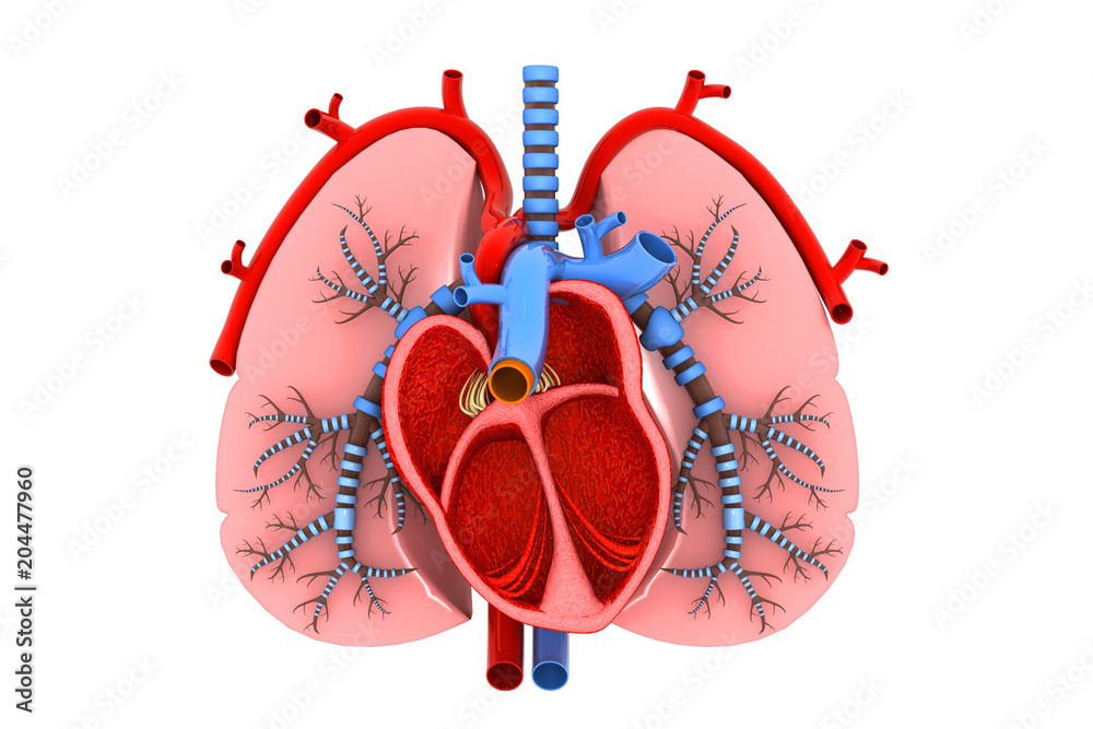 Human heart and lungs cross section Stock Illustration | Adobe Stock