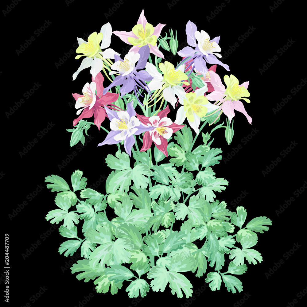 Columbine red, purple and white flowers (Aquilegia, granny's bonnet) on ...