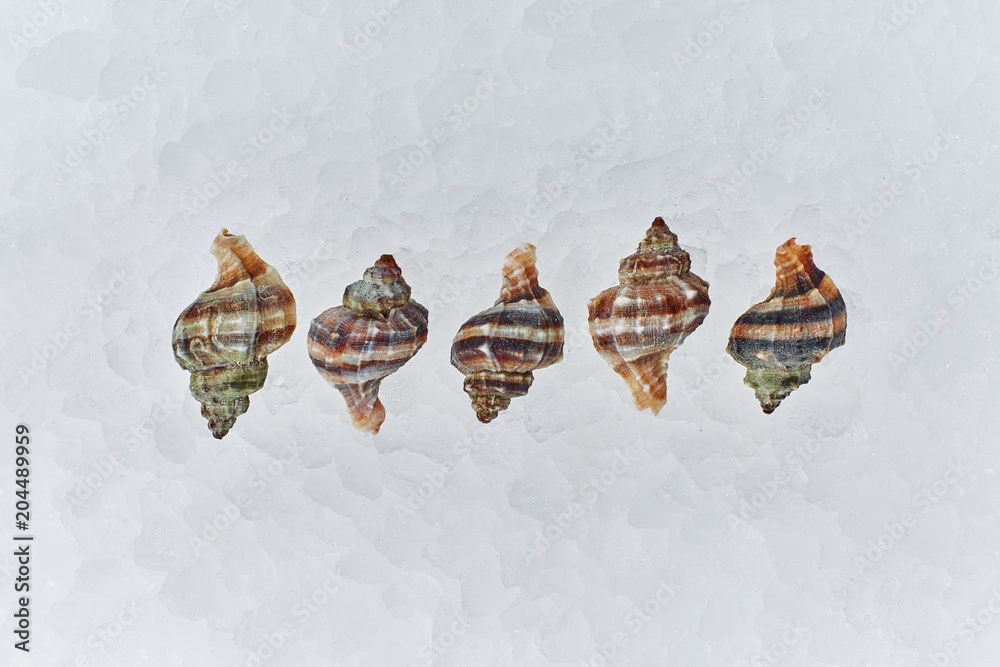 Sea food. Different types of Shrimp, snails, shellfish, fish, crabs ...