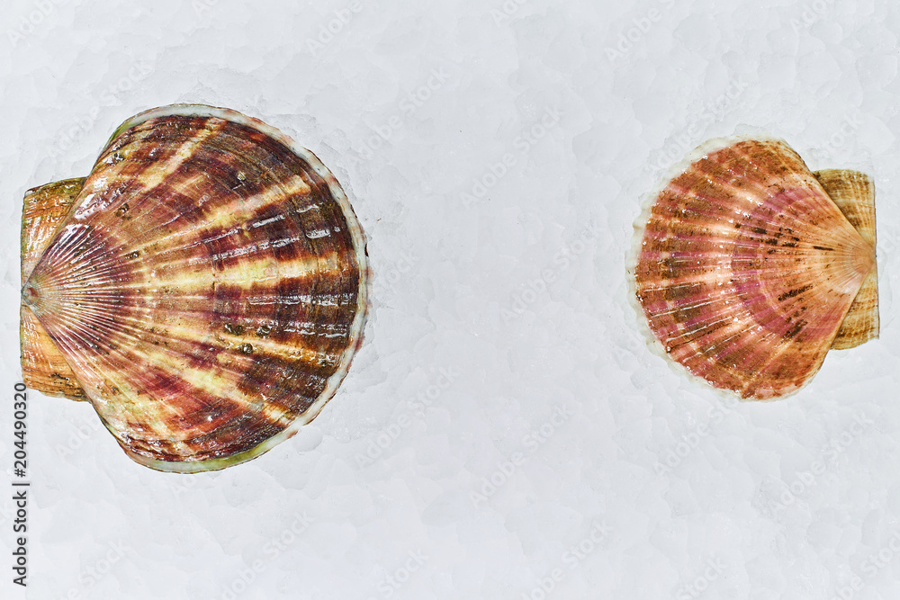 Foto de Sea food. Different types of Shrimp, snails, shellfish, fish ...