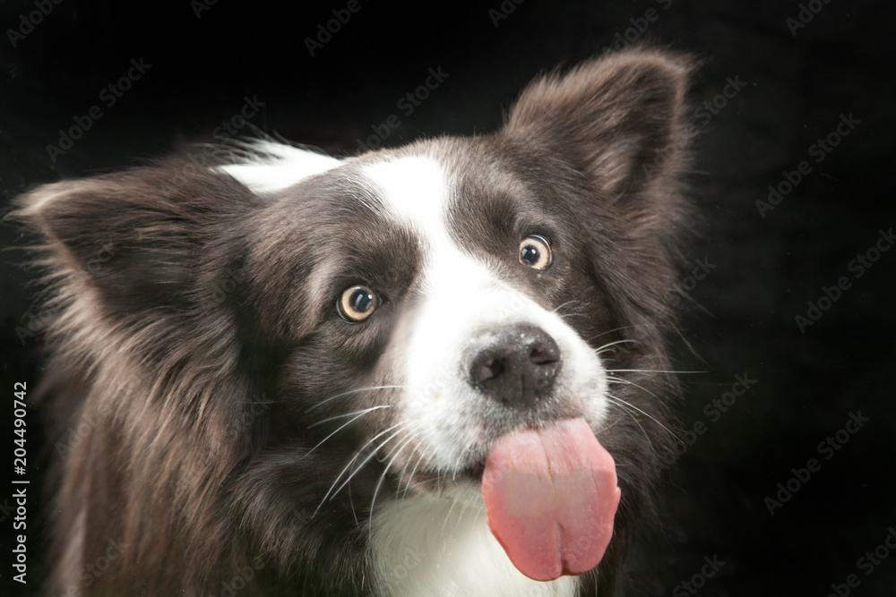 Hund streckt Zunge raus by Tierfoto-NRW.de Stock-Foto | Adobe Stock