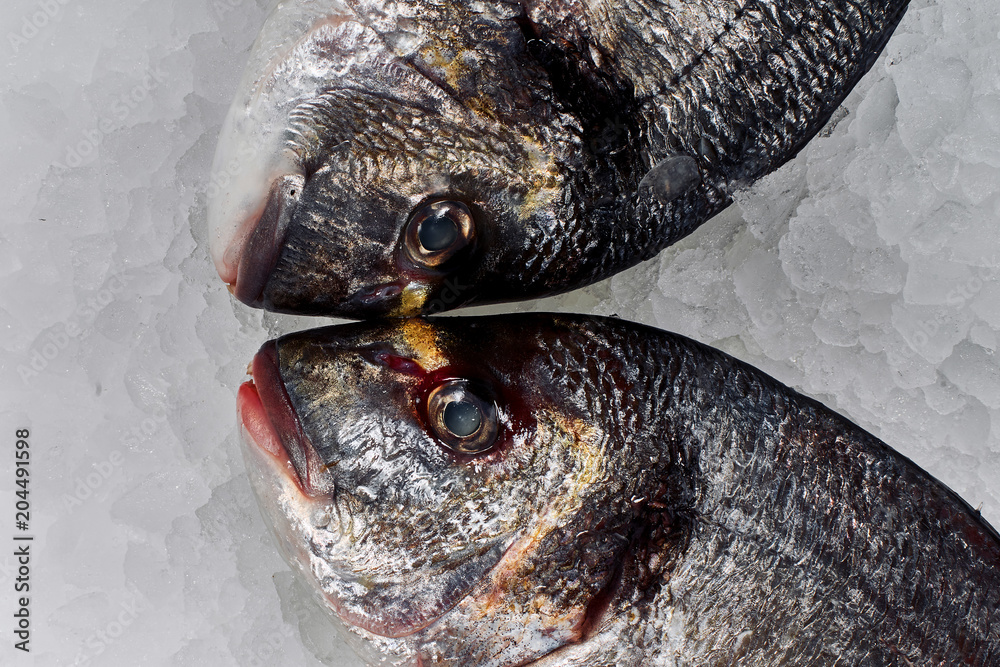 Sea food. Different types of Shrimp, snails, shellfish, fish, crabs ...