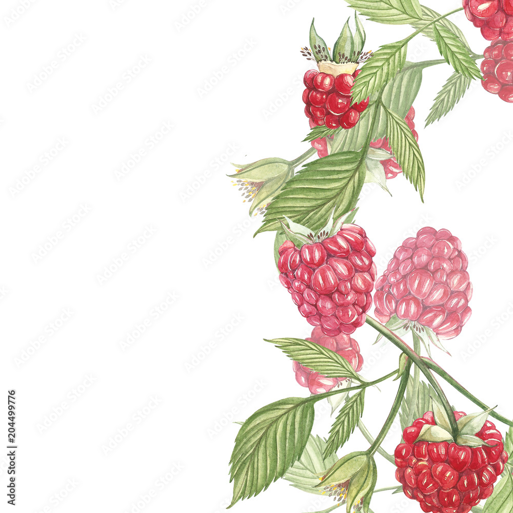 Hand drawn watercolor painting raspberry on white background. Frame ...