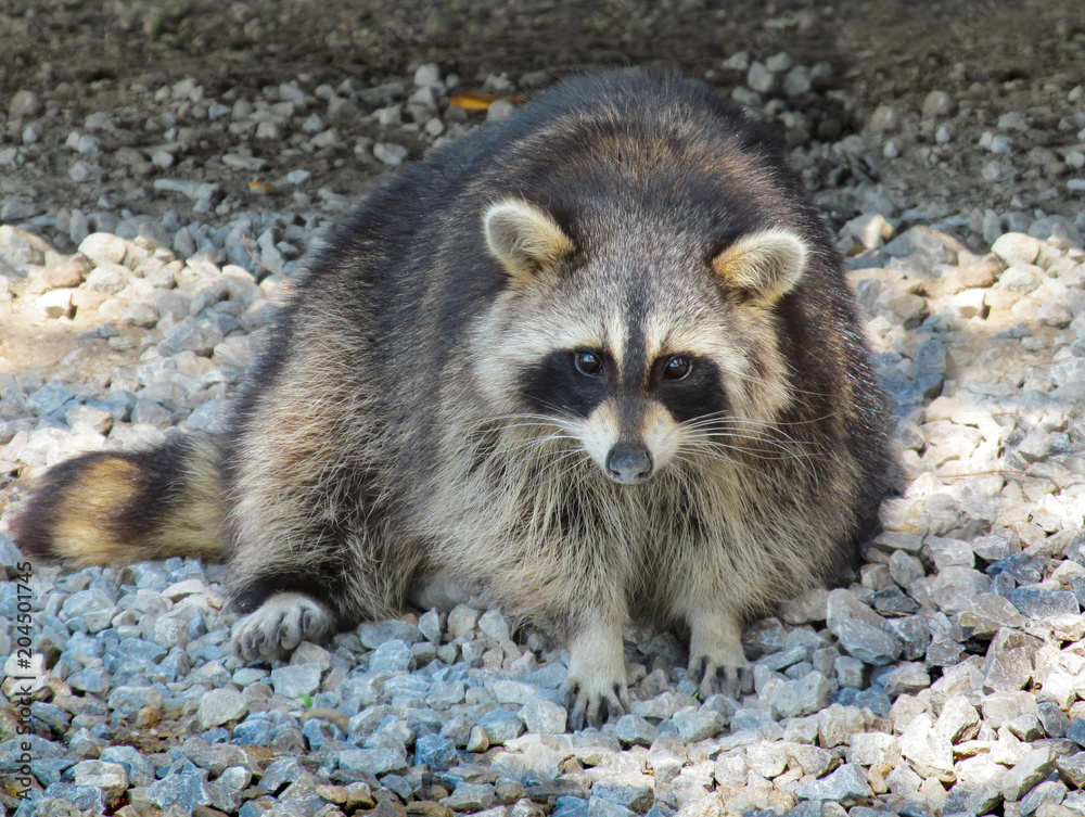 Real Rock Animals