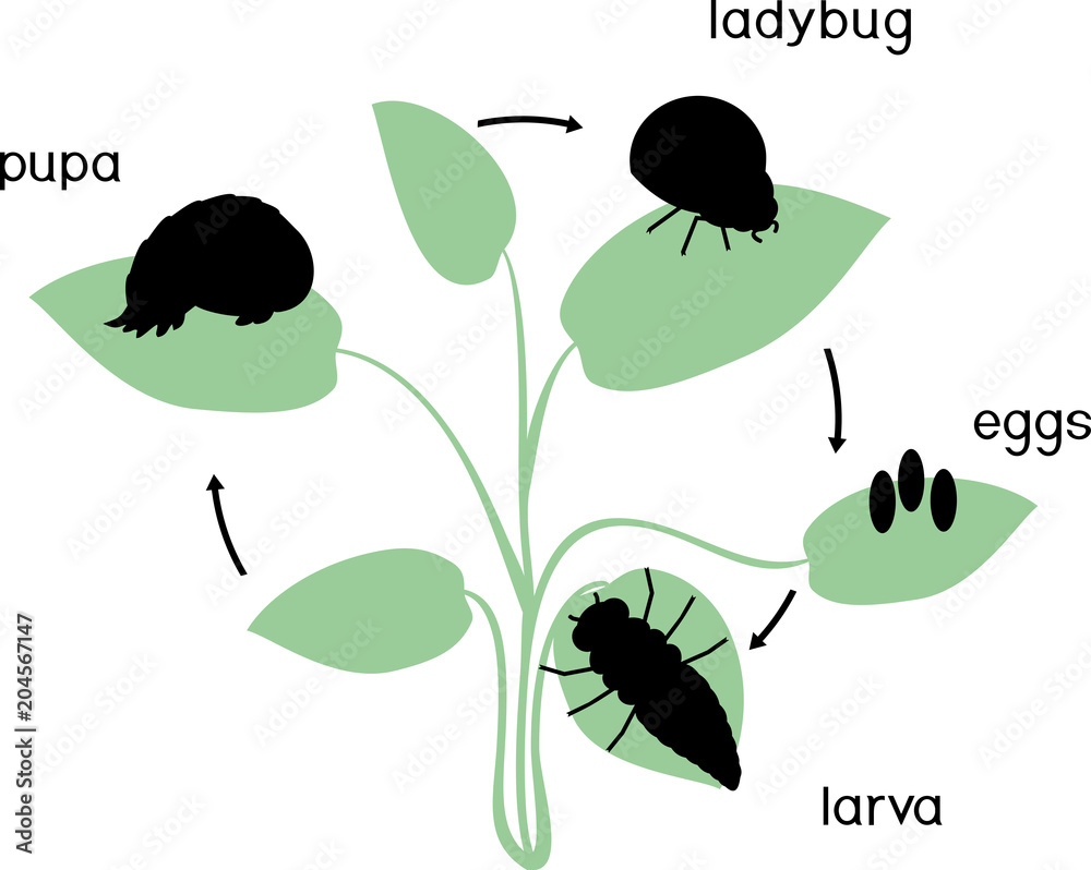 Life cycle of ladybug. Sequence of stages of development of ladybug ...