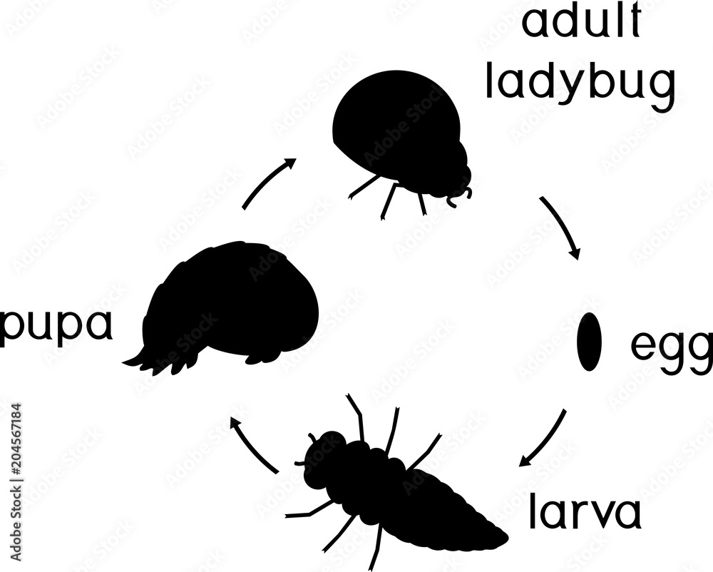Life cycle of ladybug. Sequence of stages of development of ladybug ...