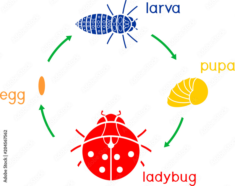 Life cycle of ladybug. Sequence of stages of development of ladybug ...