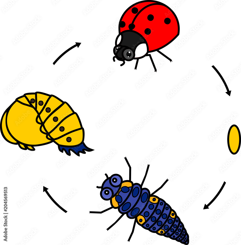 Life cycle of ladybug. Sequence of stages of development of ladybug ...