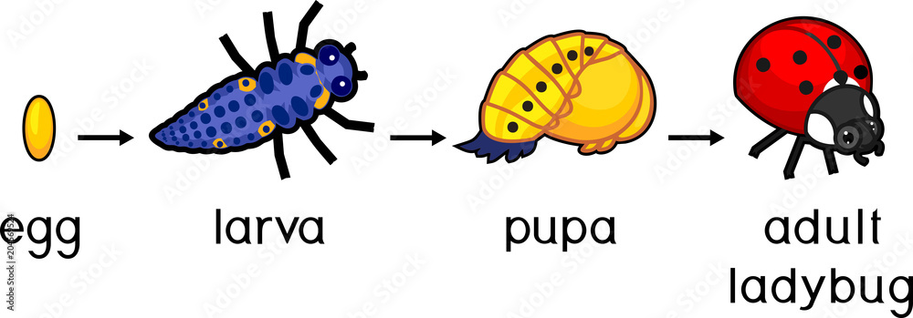 Life Cycle Of A Ladybug