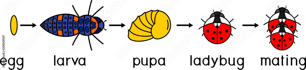 Life cycle of ladybug. Sequence of stages of development of ladybug ...