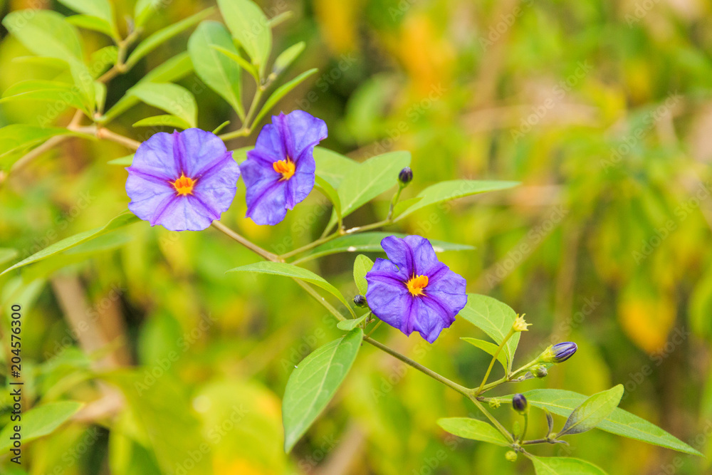 Italy, Central Italy, Lazio, Tivoli. Paraguay Nightshade, Purple ...