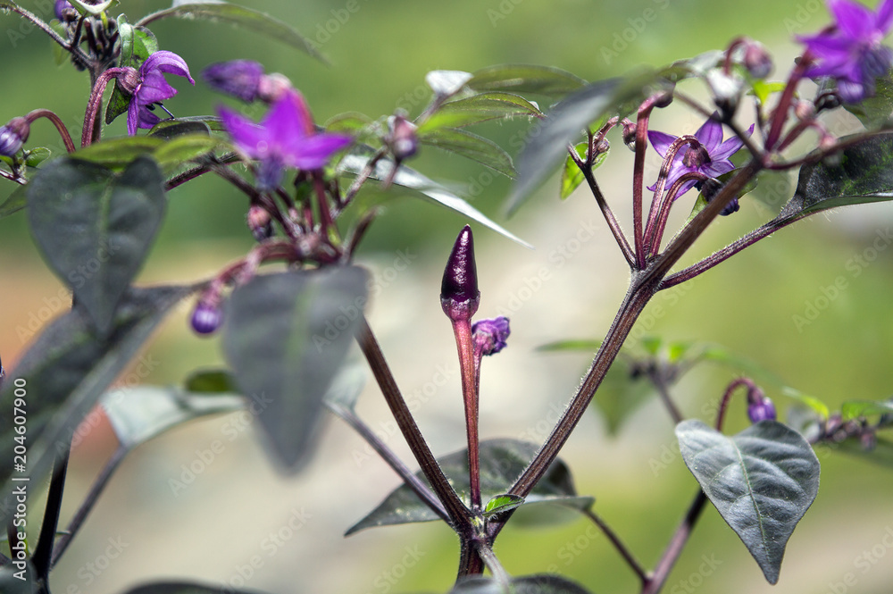 Explosive Ember chili pepper plant growing on window sill, beautiful ...