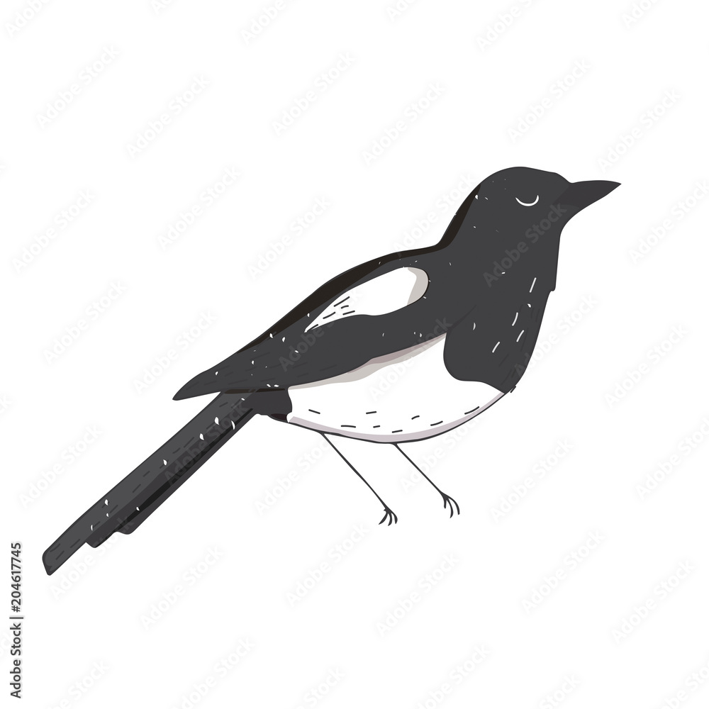 Magpie Crow illustration vector bird color texture element black and ...