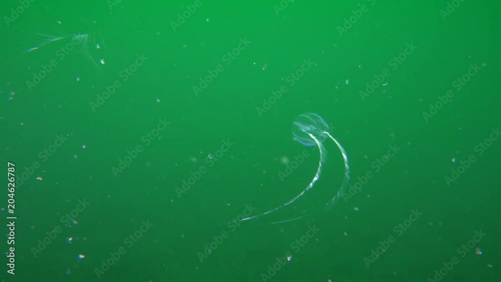 Jellyfish Sea gooseberry (Pleurobrachia pileus) spreads the hunting ...