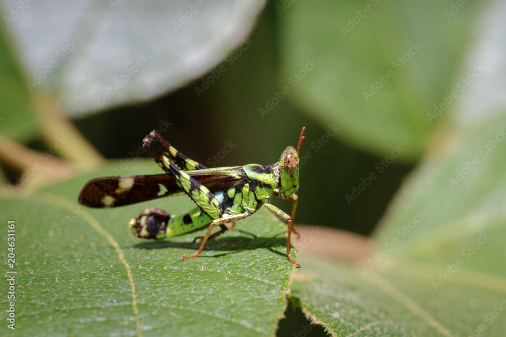 Image of Conjoined Spot Monkey-grasshopper (male), Erianthus serratus ...