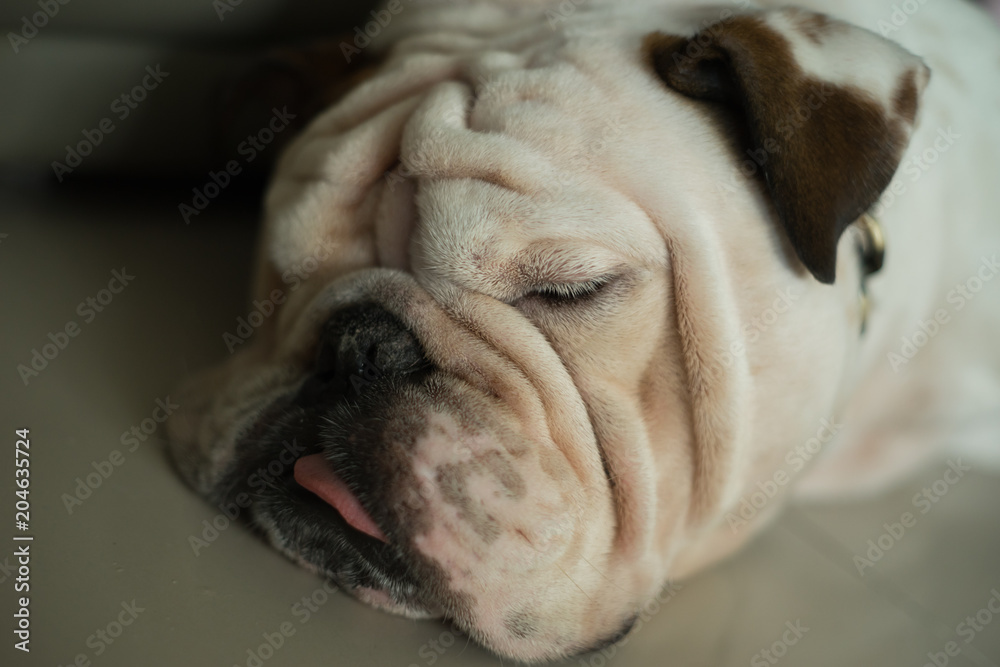 English Bulldog Sleeping