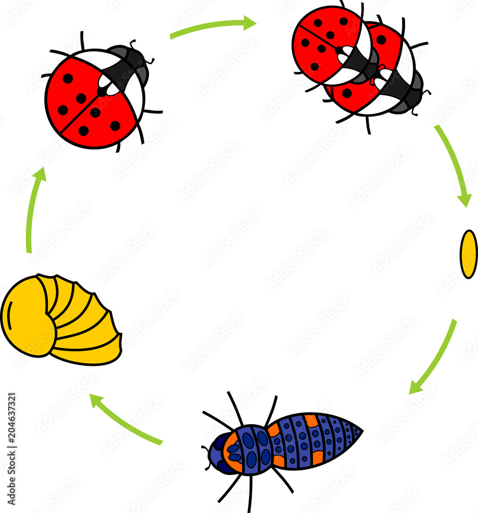 Life cycle of ladybug. Sequence of stages of development of ladybug ...