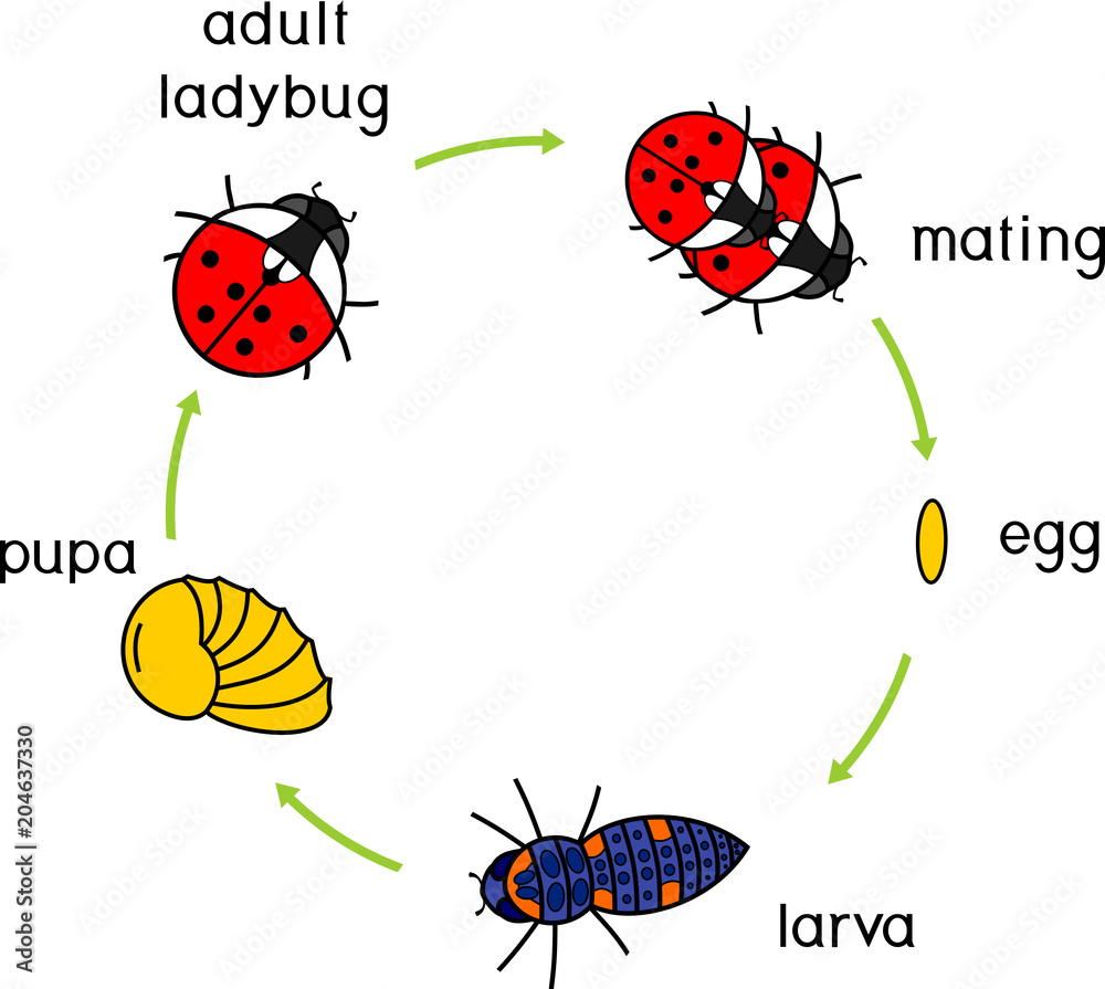 Life cycle of ladybug. Sequence of stages of development of ladybug ...