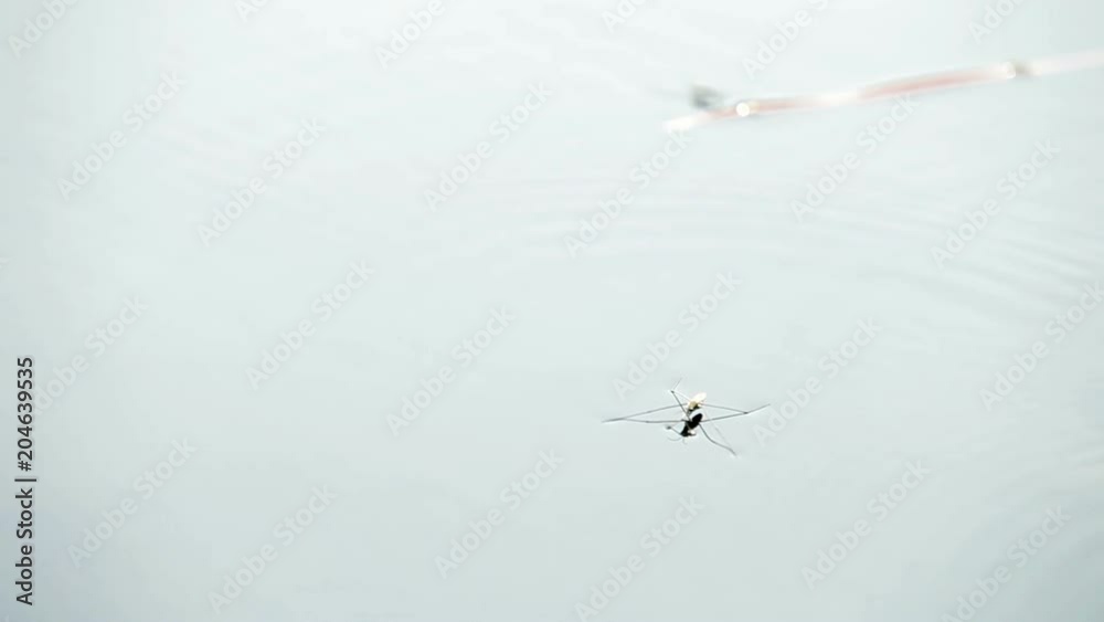 Water skipper - the Gerridae are a family of insects in the order ...