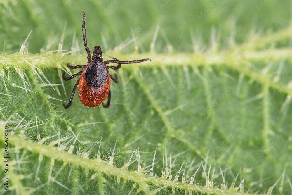 Castor bean tick on nettle leaf. Ixodes ricinus. Urtica dioica. Close ...