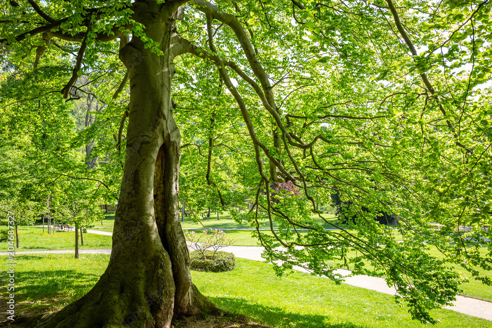 Foto de Frische saftig grüner Baum im Park sorgt für ein frisches Klima ...