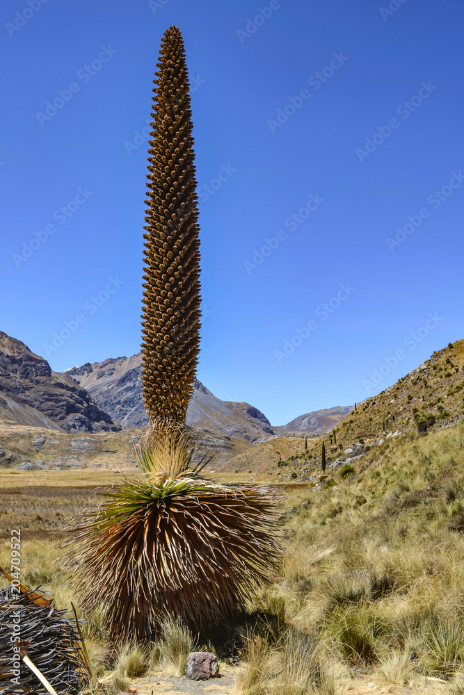 Puya Raimondi in the Cordillera Blanca near Huaraz, Peru. The Puya ...
