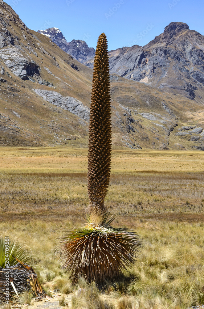 Puya Raimondi in the Cordillera Blanca near Huaraz, Peru. The Puya ...
