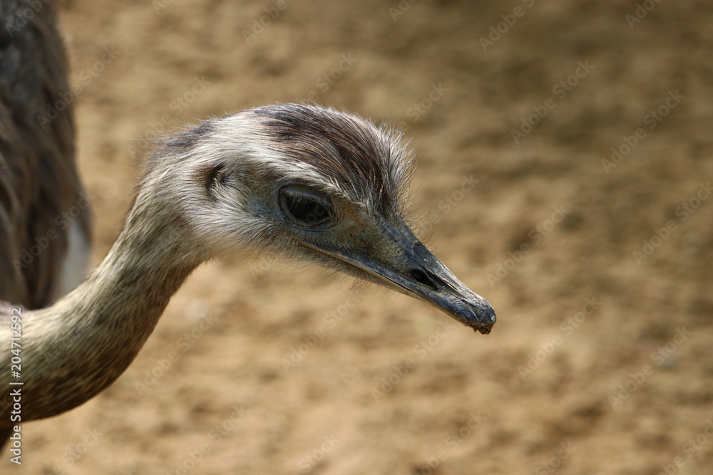 Greater rhea ( Rhea americana), largest bird native to eastern South ...