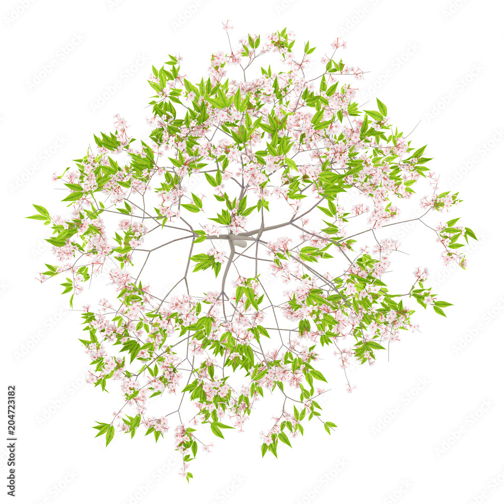 top view of flowering cherry tree isolated on white background Stock ...