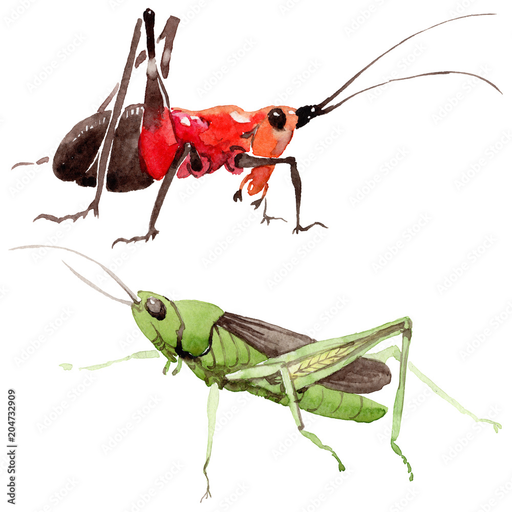 Exotic crickets wild insect in a watercolor style isolated. Full name ...