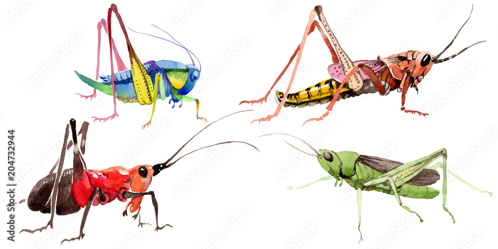 Exotic crickets wild insect in a watercolor style isolated. Full name ...