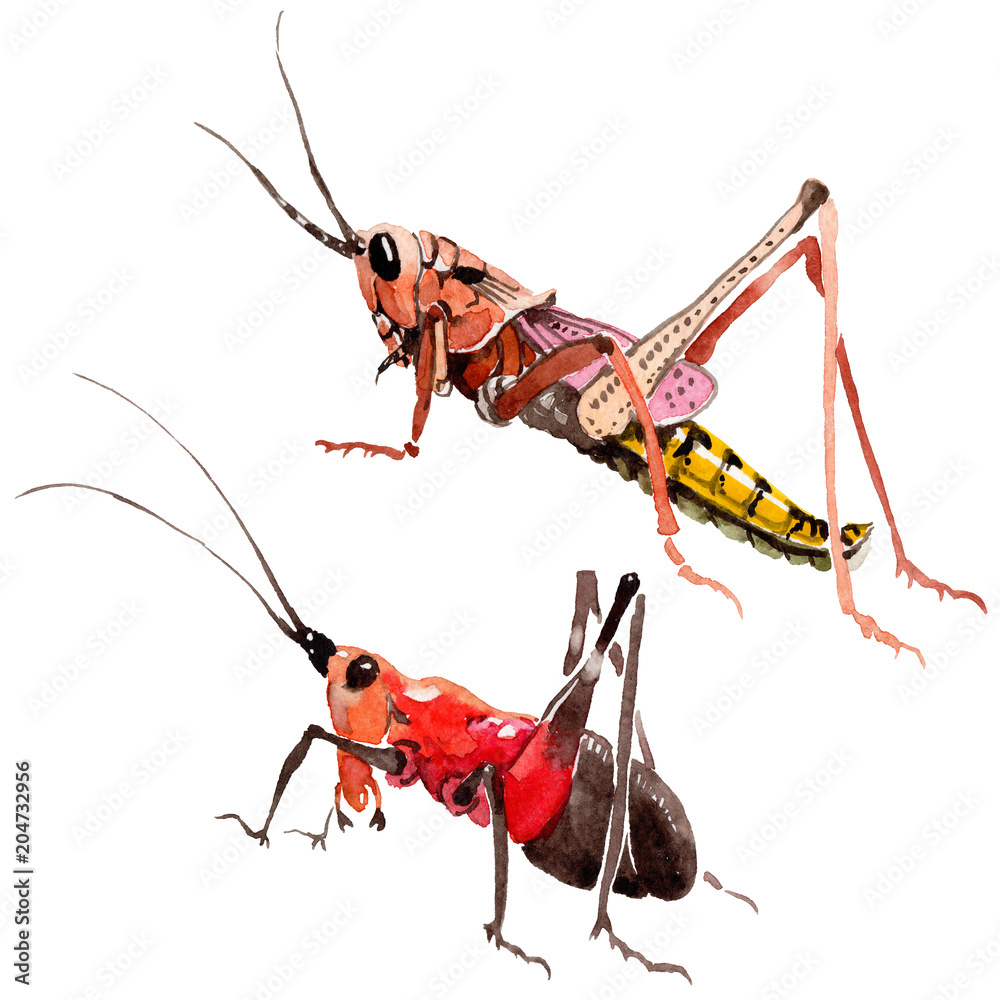 Exotic crickets wild insect in a watercolor style isolated. Full name ...