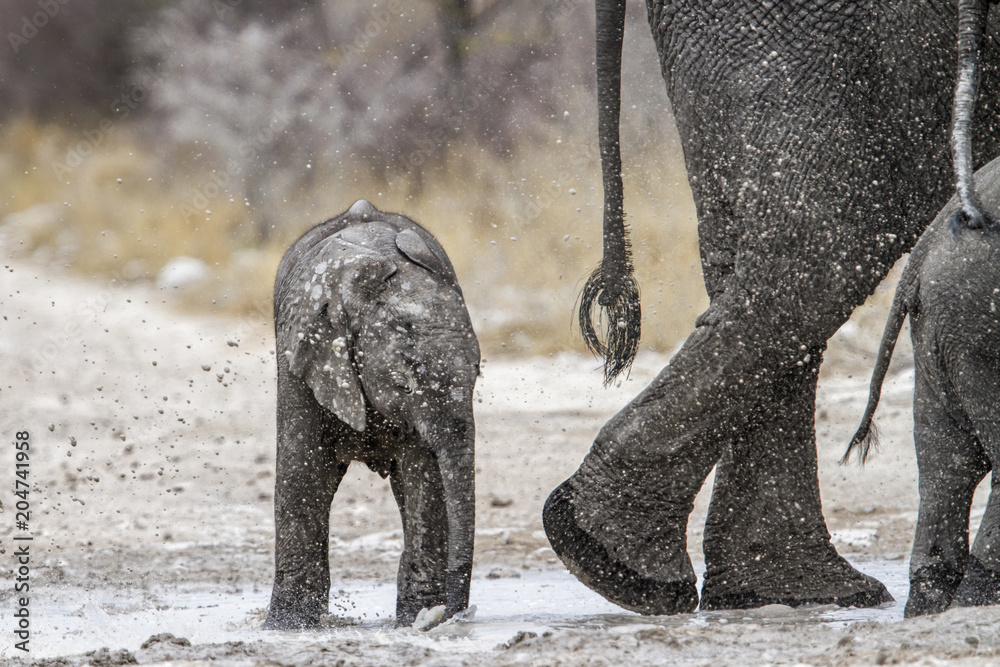 Baby elephant getting a mud bath from his mother in Etosha National ...
