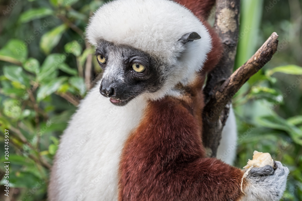 Sifaka, a large lemur which jumps from tree to tree in an upright ...