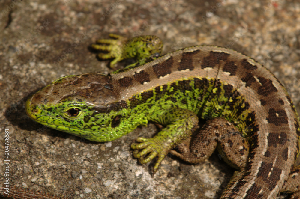 Sand lizard male on garden wall, Walenstadt Stock Photo | Adobe Stock