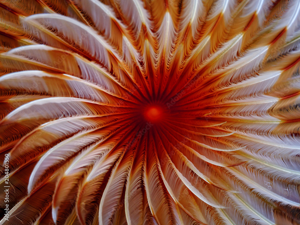 Tube Worm Stock Photo | Adobe Stock