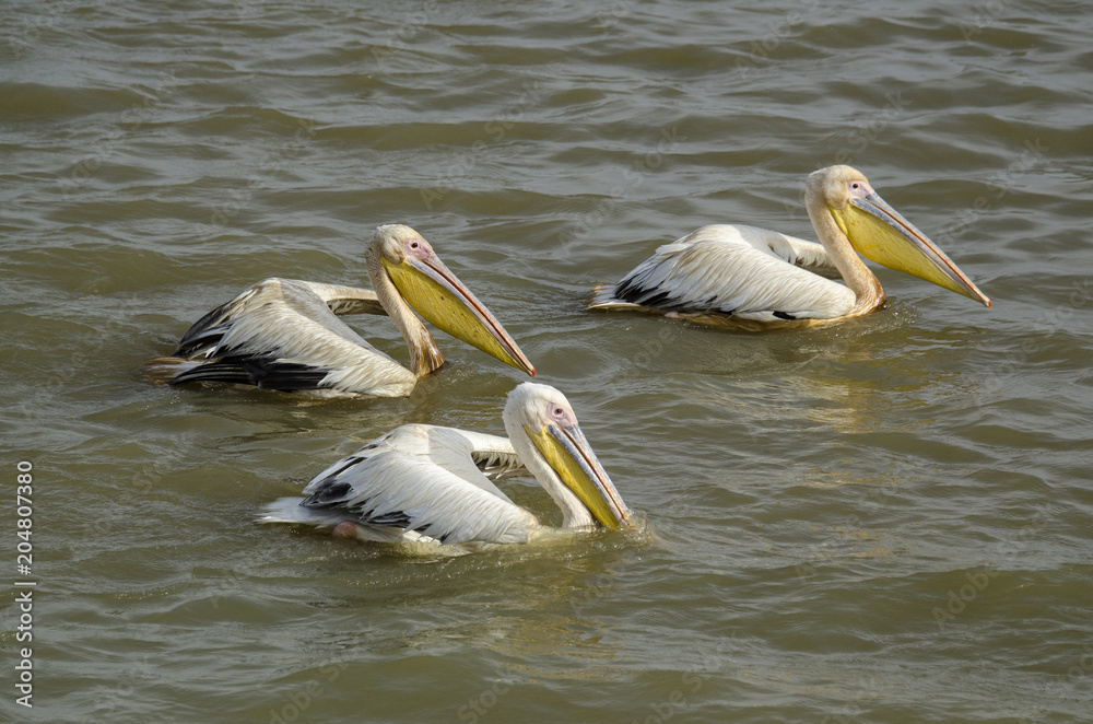 Pélican blanc,.Pelecanus onocrotalus, Great White Pelican, Sénégal ...