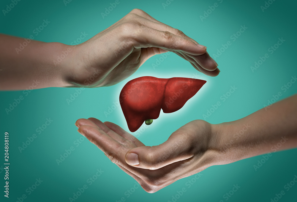 A human liver between two palms of a woman on blue and green background ...