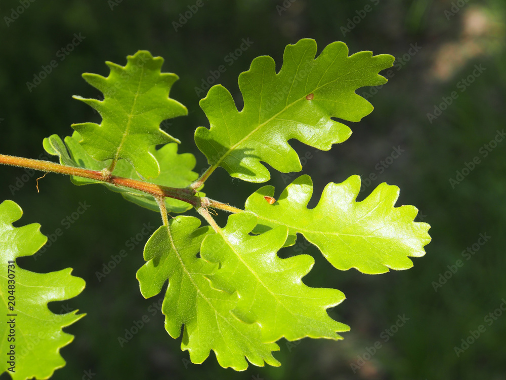 Eichenlaub am Zweig Stock-Foto | Adobe Stock