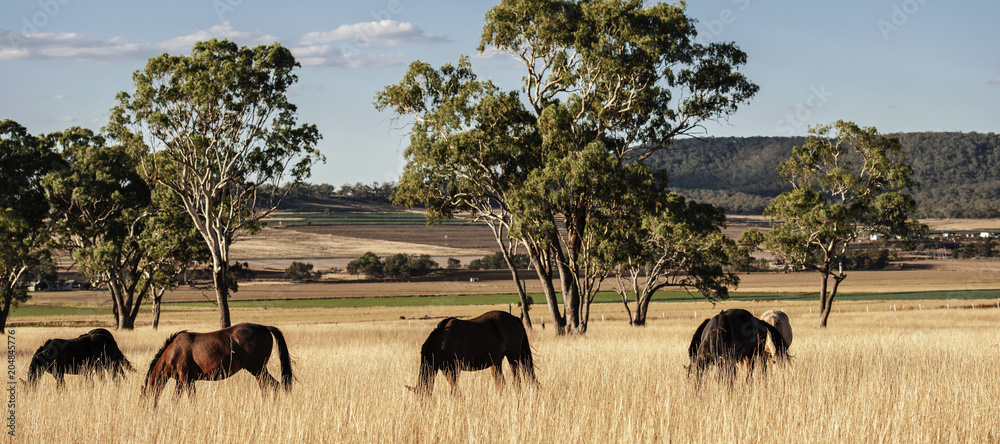 Australian horses in the paddock during the day Stock Photo | Adobe Stock