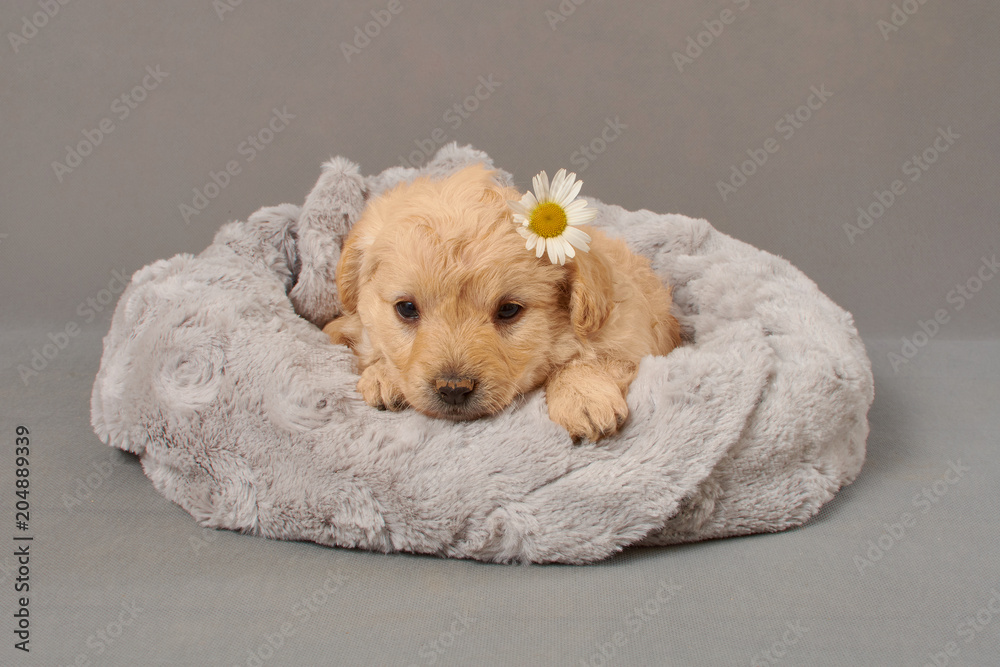 piesek z kwiatk ,pies , psinka, młody piesek, przyjaźń, milusiński, milutki, miły ,słodki, sweet ...